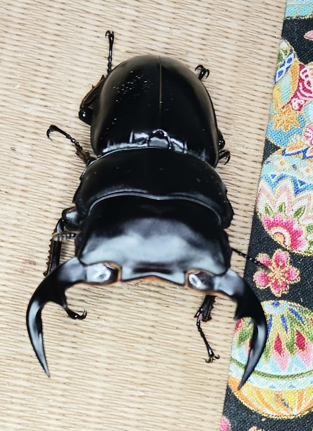 Yahoo!オークション - U080 アンタエウスオオクワガタ（ベトナム）ペア