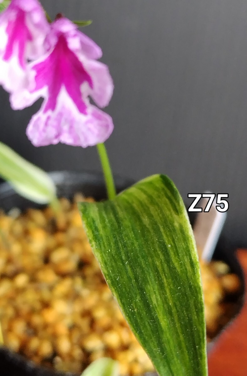 Yahoo!オークション - イワチドリ 斑入りZ75 (ウチョウラン)