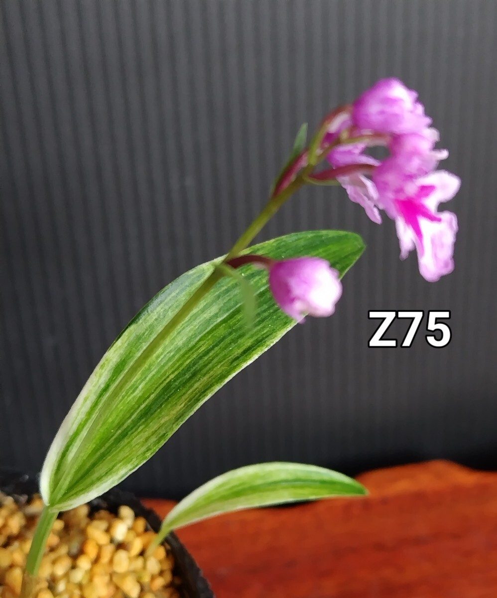 Yahoo!オークション - イワチドリ 斑入りZ75 (ウチョウラン)