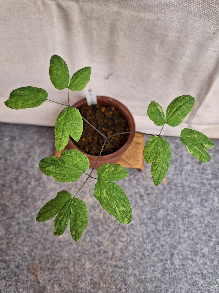 Yahoo!オークション - 山野草 斑入りルイヨウボタン