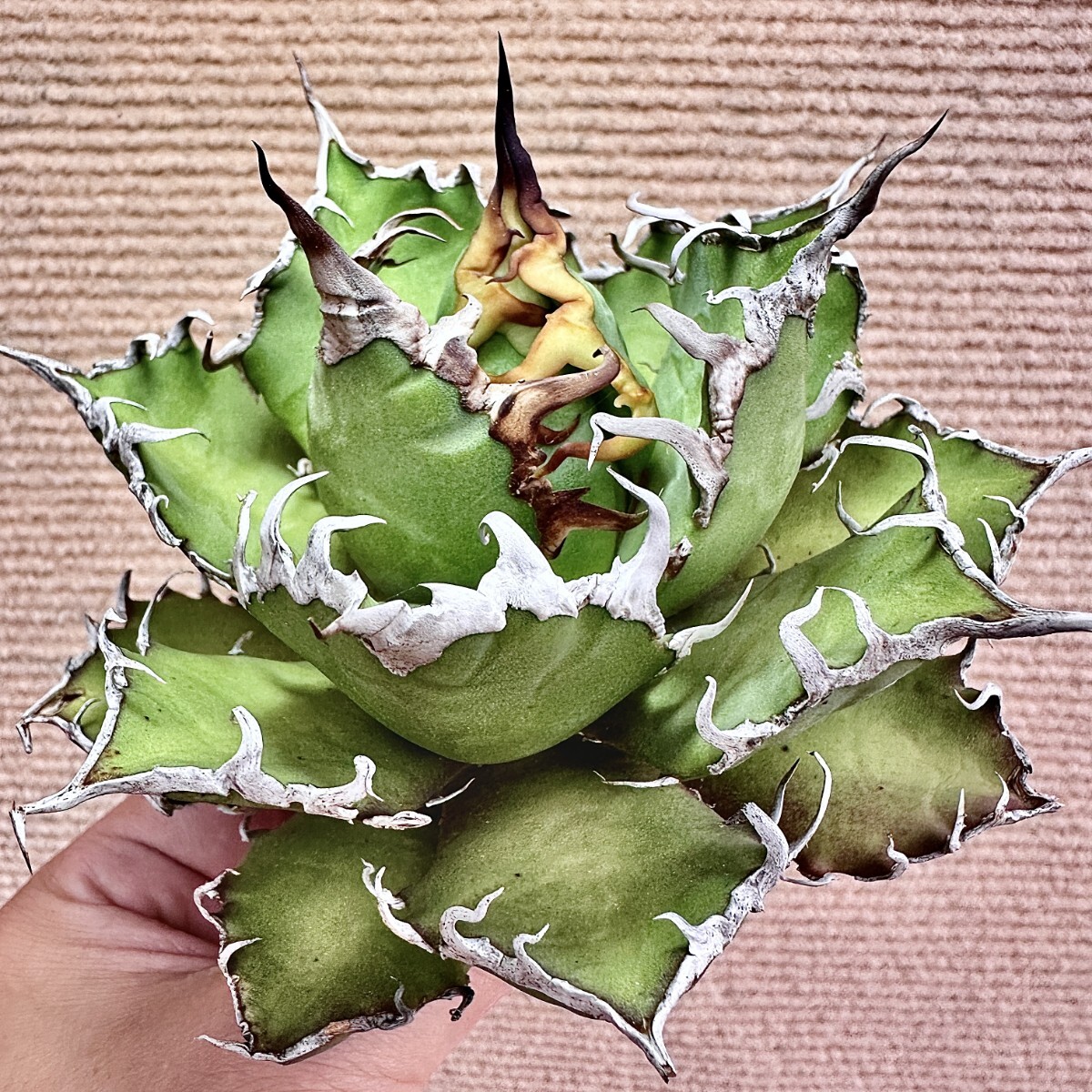 Yahoo!オークション - 【Lj_plants】Q310 激レア高級品種 アガベ チタ...