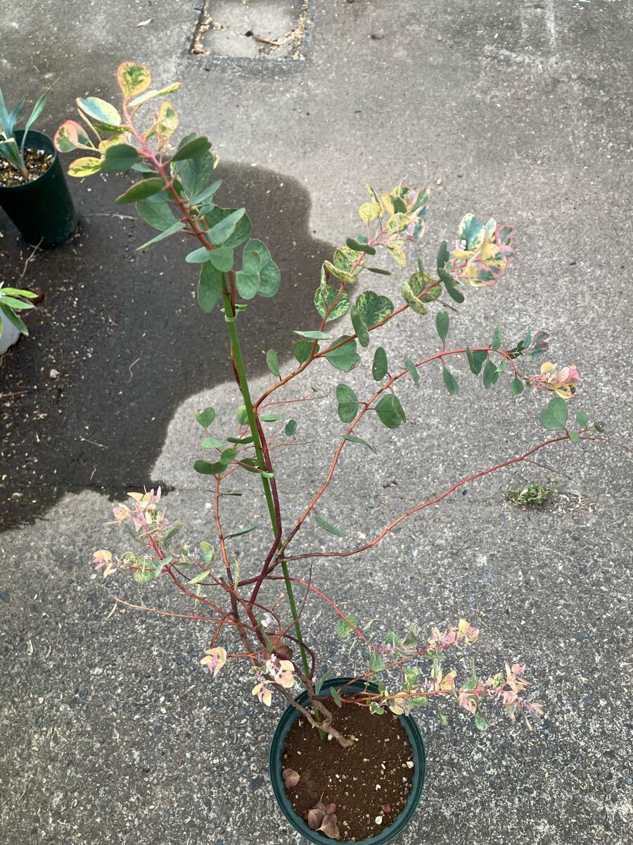 Yahoo!オークション - ユーカリ ウェブステリアナ 斑入り 極上