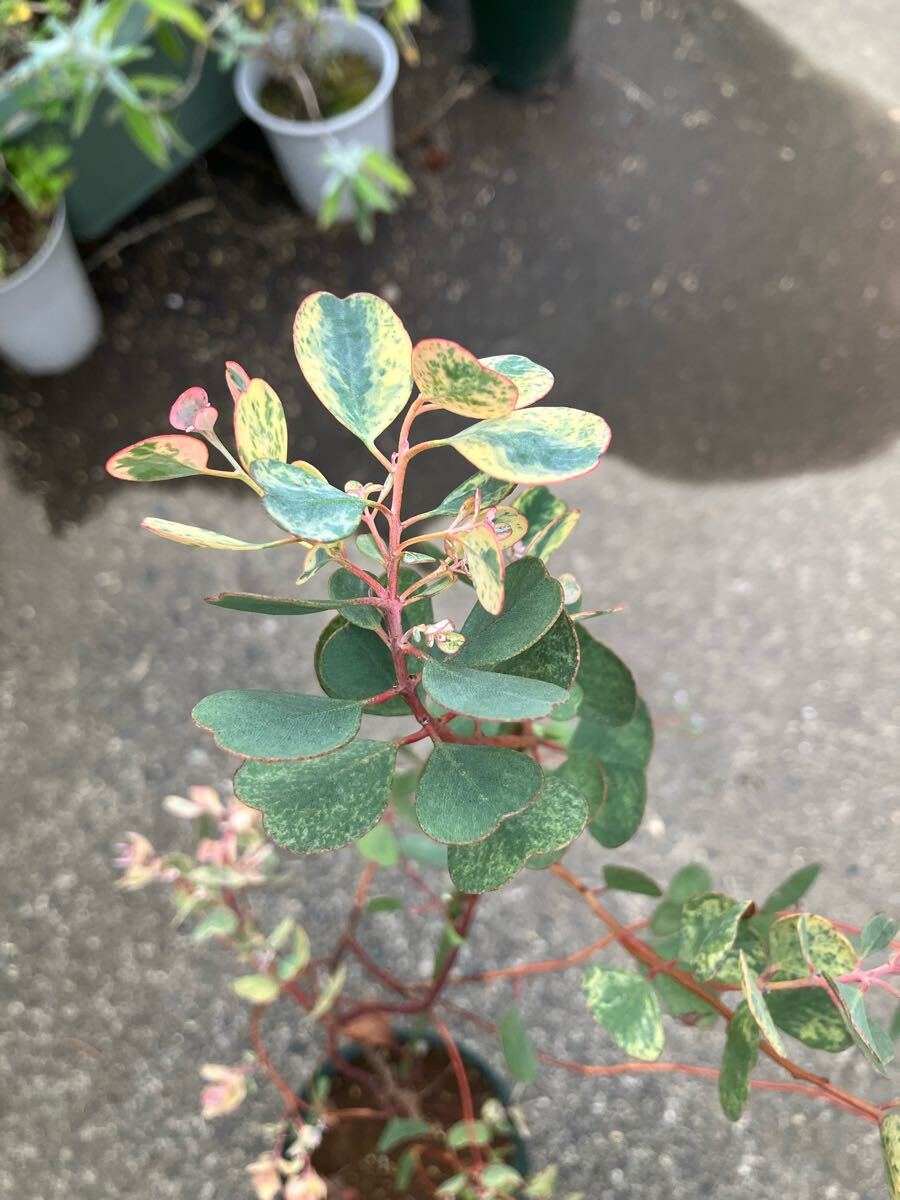 Yahoo!オークション - ユーカリ ウェブステリアナ 斑入り 極上