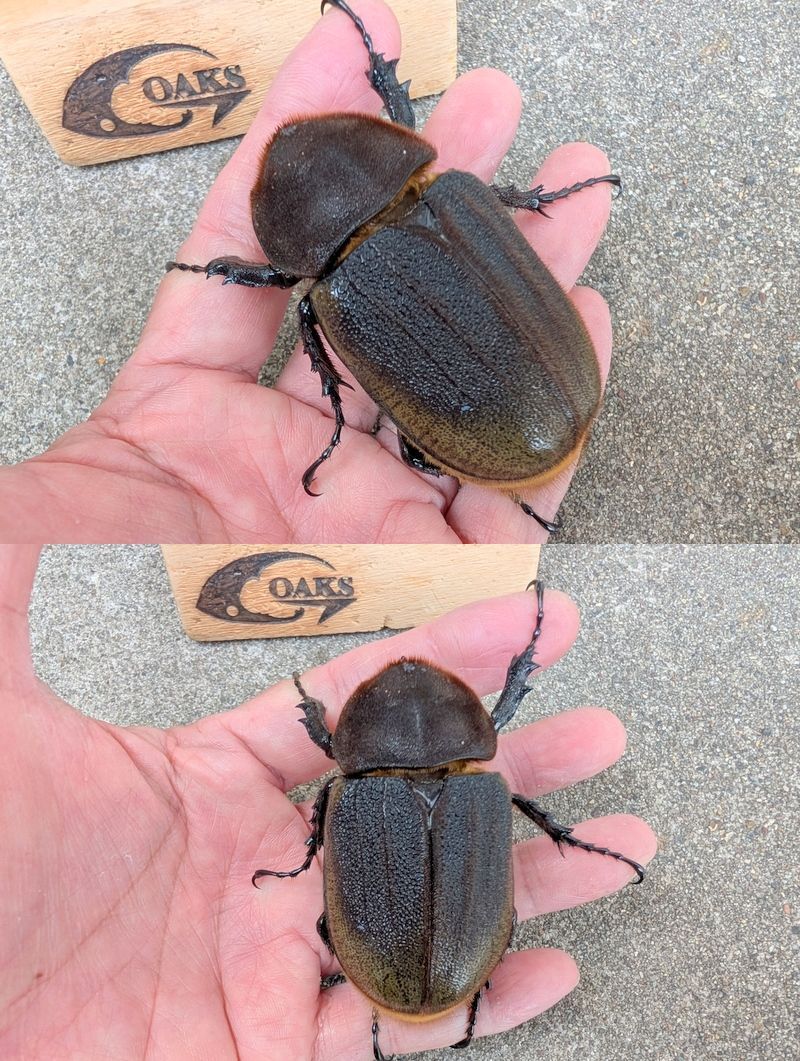 Yahoo!オークション - OAKS DH・ヘラクレス オオカブト ♀単 No1