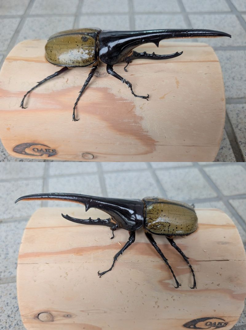 Yahoo!オークション - OAKS DH・ヘラクレス オオカブト ♂単