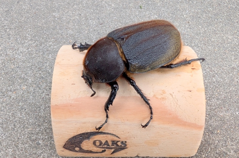 Yahoo!オークション - OAKS DH・ヘラクレス オオカブト ♀単 No1