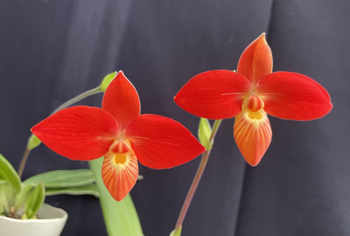 Yahoo!オークション - No.1857 Phrag.besseae x sib. フラスコ苗 フラ...