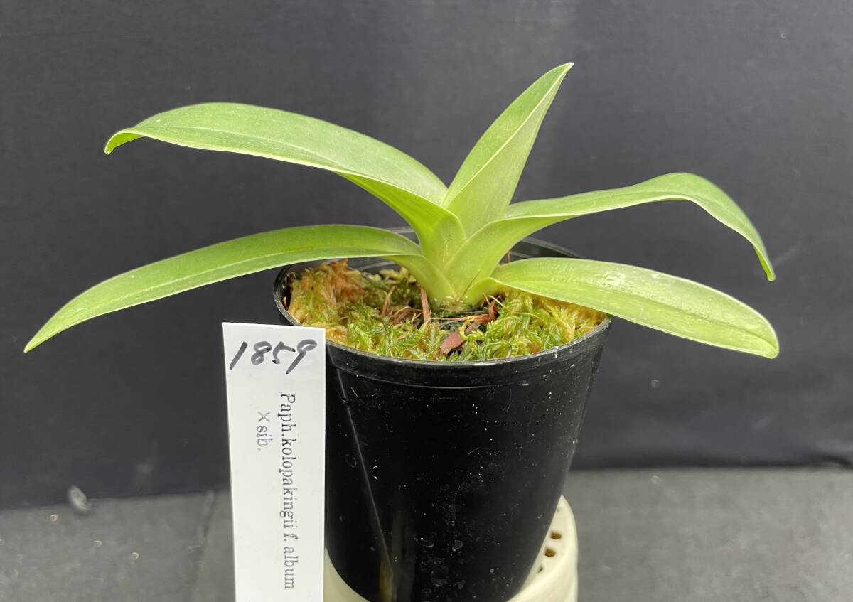 Yahoo!オークション - No.1859 Paph.kolopakingii f.album x sib. 苗 ...