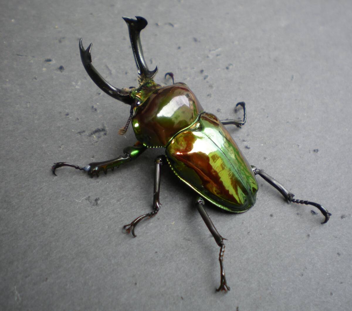 Yahoo!オークション - 極艶 RTN本家累代 ピカール血統（グリーン）ニジ...