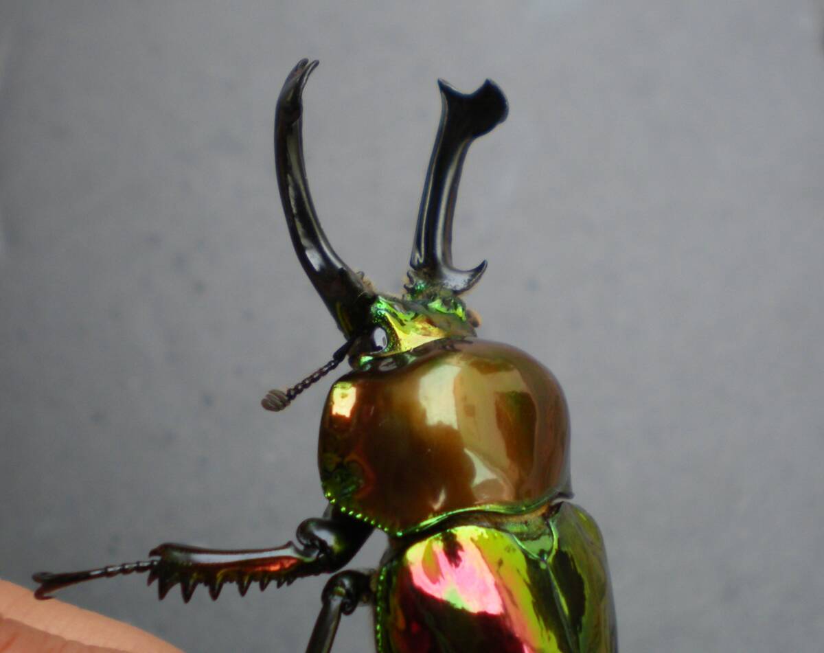 Yahoo!オークション - 極艶 RTN本家累代 ピカール血統（ゴールド）ニジ...