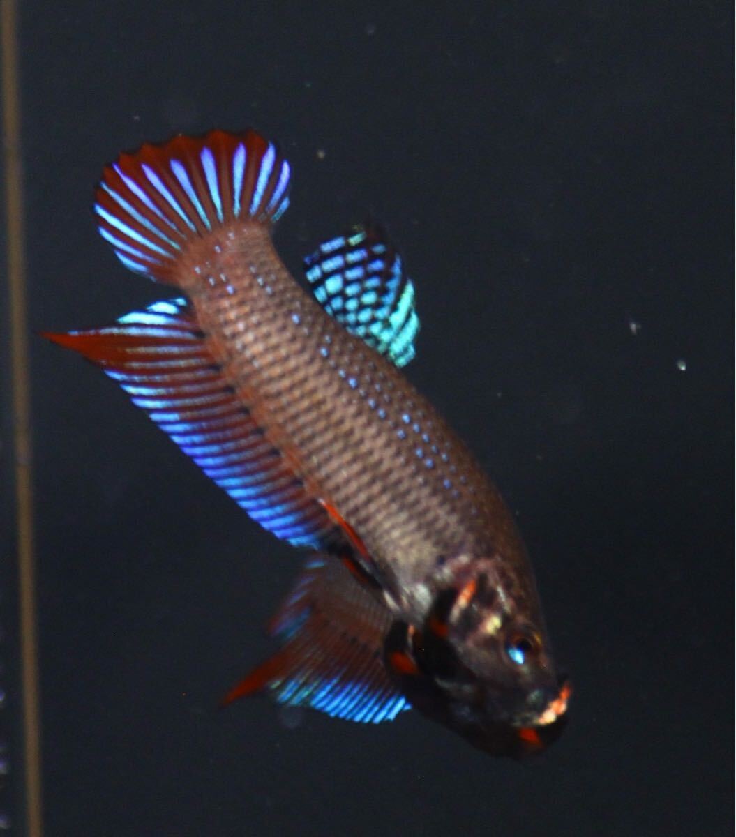 Yahoo!オークション - 【Laby-shake】ベタ.スプレンデンス 2025ver 1pr...