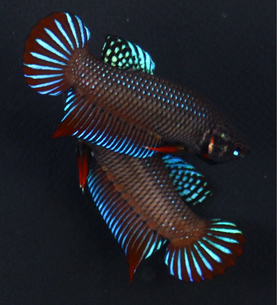 Yahoo!オークション - 【Laby-shake】ベタ.スプレンデンス 2025ver 1pr...