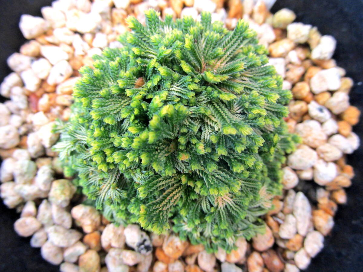 Yahoo!オークション - イワヒバ 極々稀少品種【王妃墨絵】Y02 3号 商品...