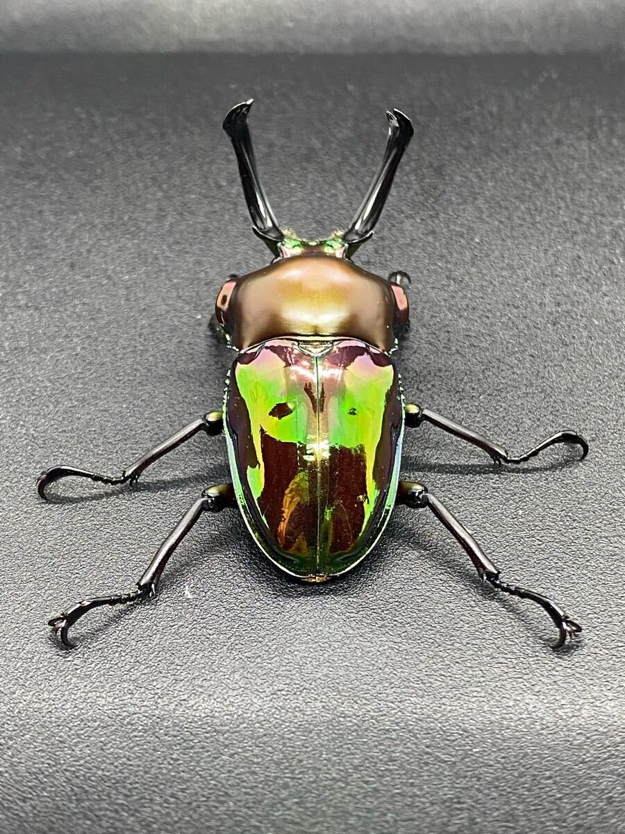 Yahoo!オークション - ニジイロクワガタ CBF1 ペア 新成虫 未使用