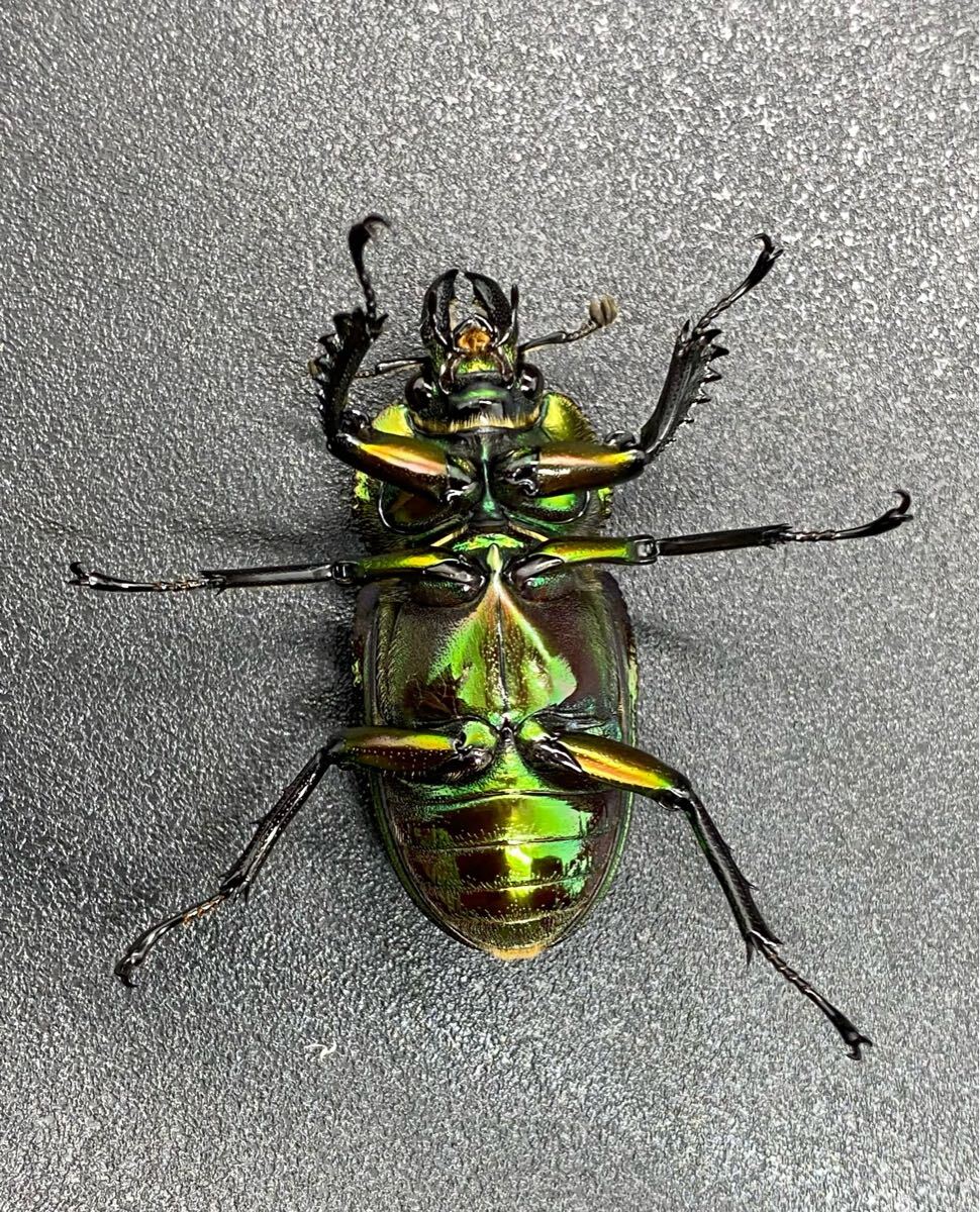 Yahoo!オークション - ニジイロクワガタ CBF1 ペア 新成虫 未使用