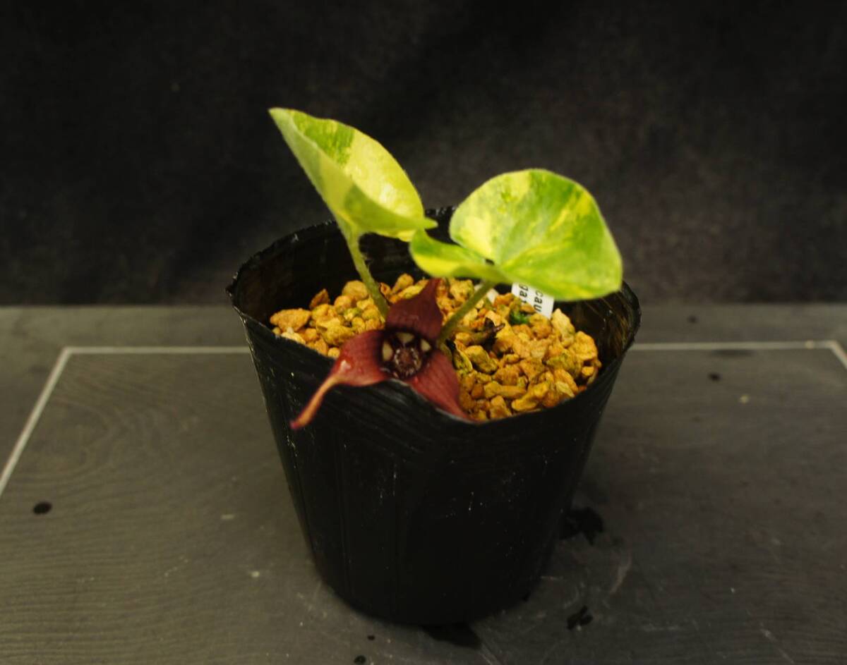 Yahoo!オークション - 山野草 アメリカ産カンアオイ 斑入りアサルム カ...