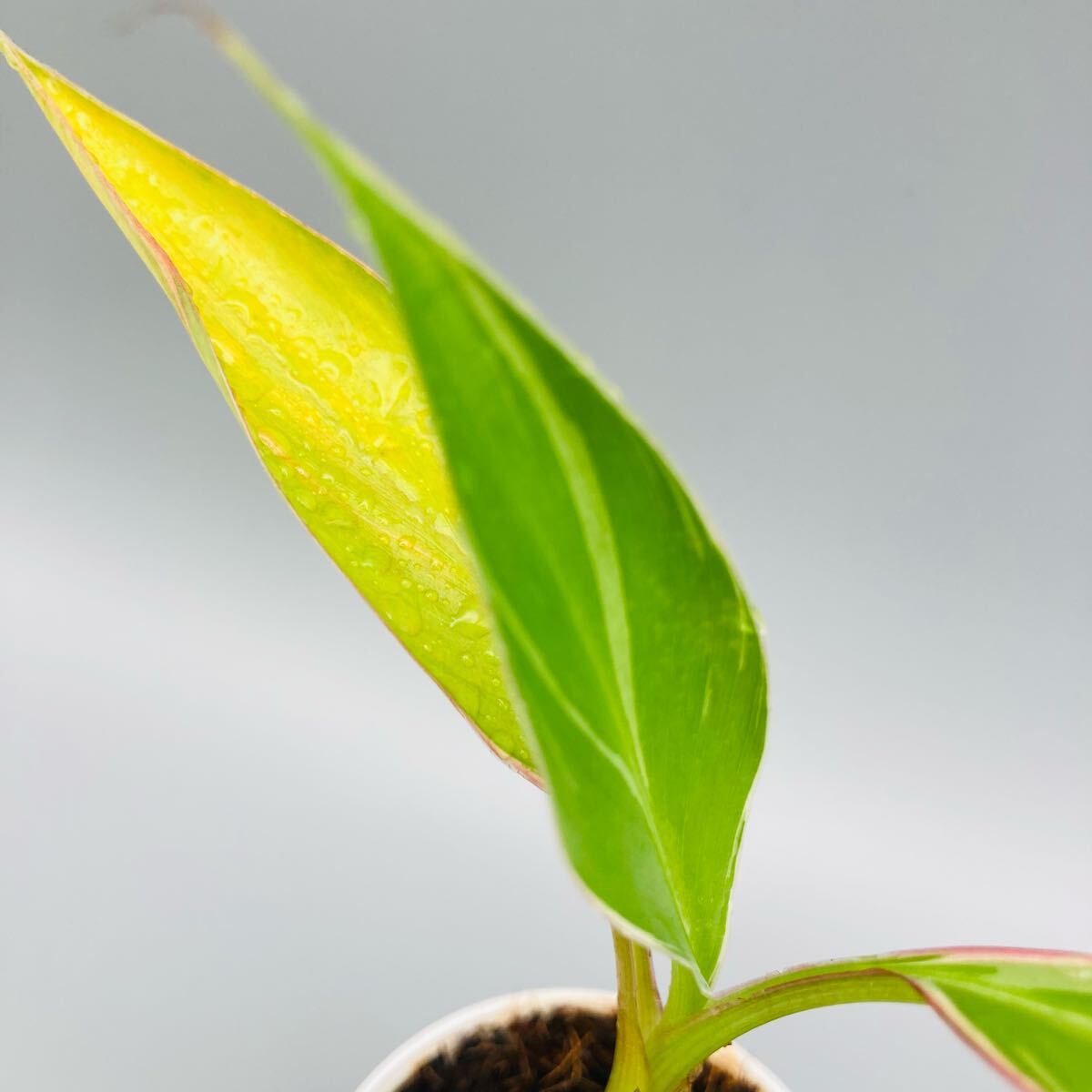 Yahoo!オークション - Musa nono ムサノノ《m194》順化苗 順化済み な...