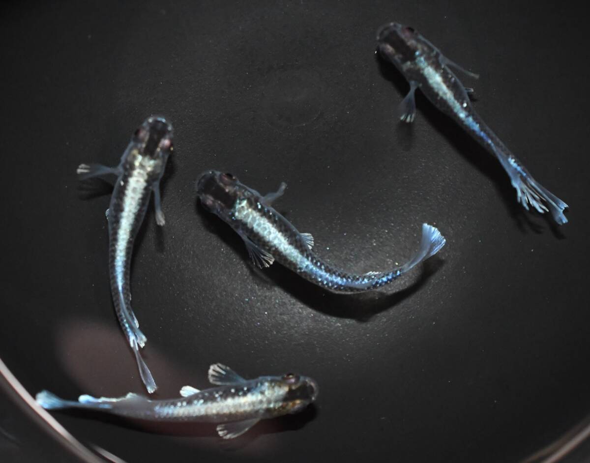 Yahoo!オークション - SS 黒フロマージュ 2ペア A787