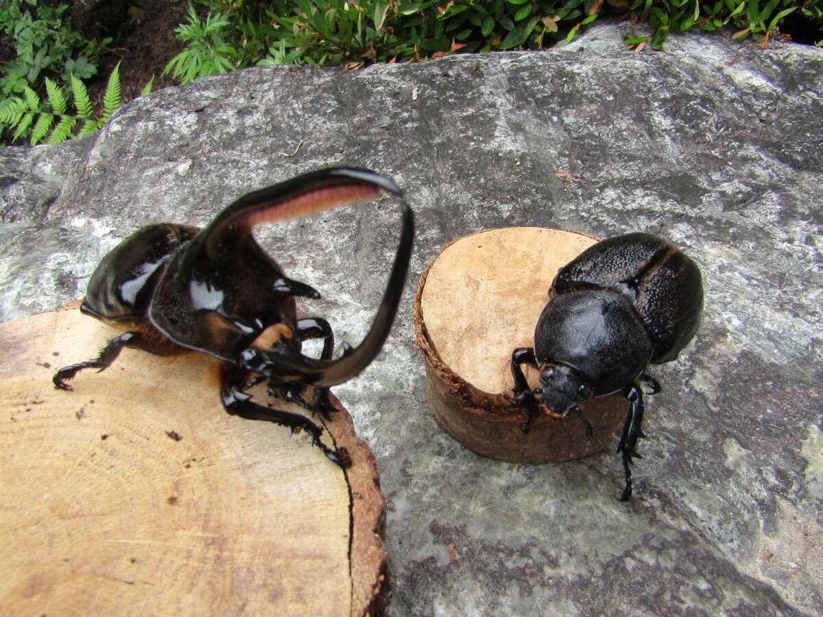 Yahoo!オークション - ③ネプチューンオオカブト ♂112mm（114） ♀69m...