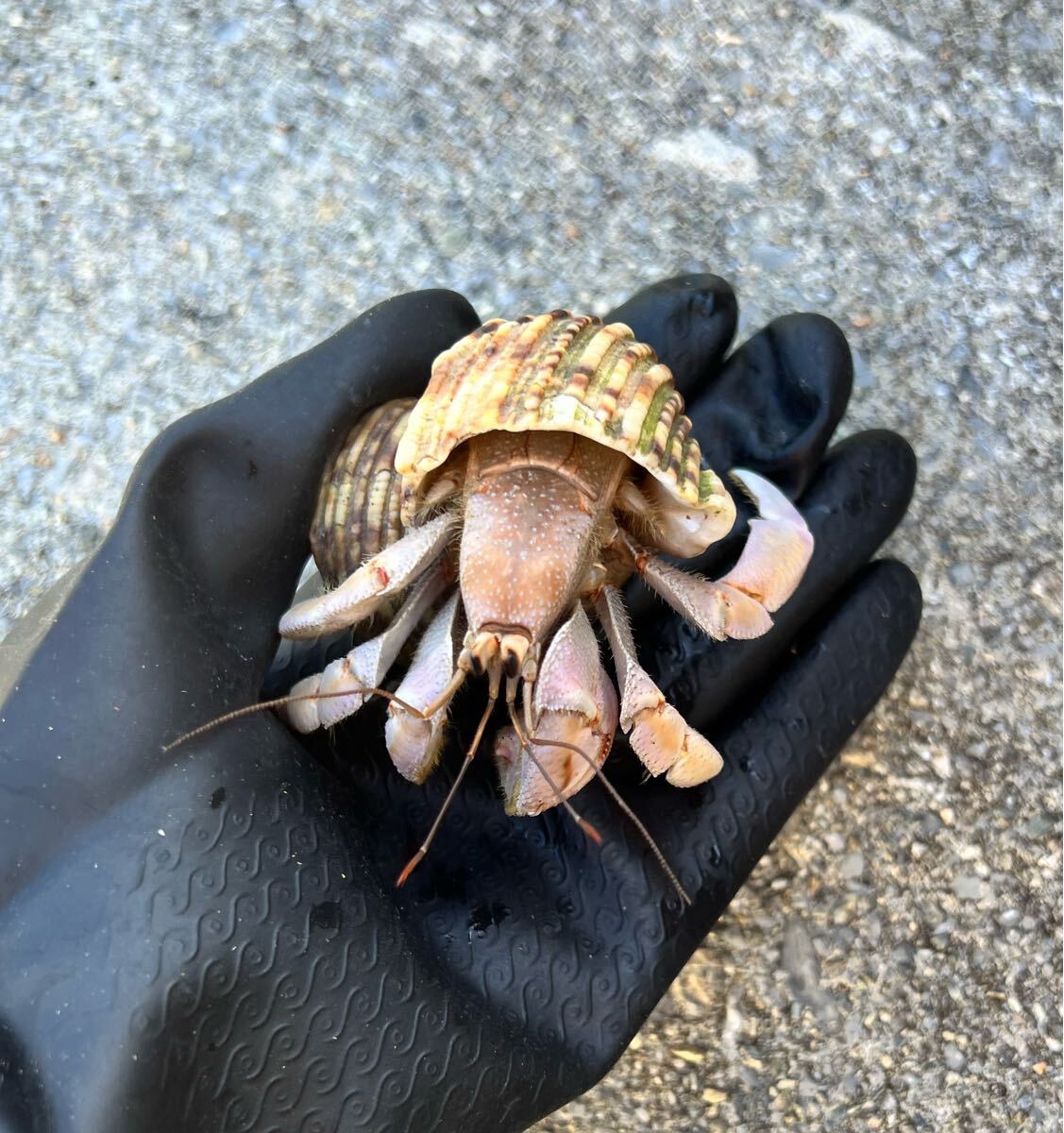 Yahoo!オークション - オカヤドカリXL〜BIGサイズ（直美）