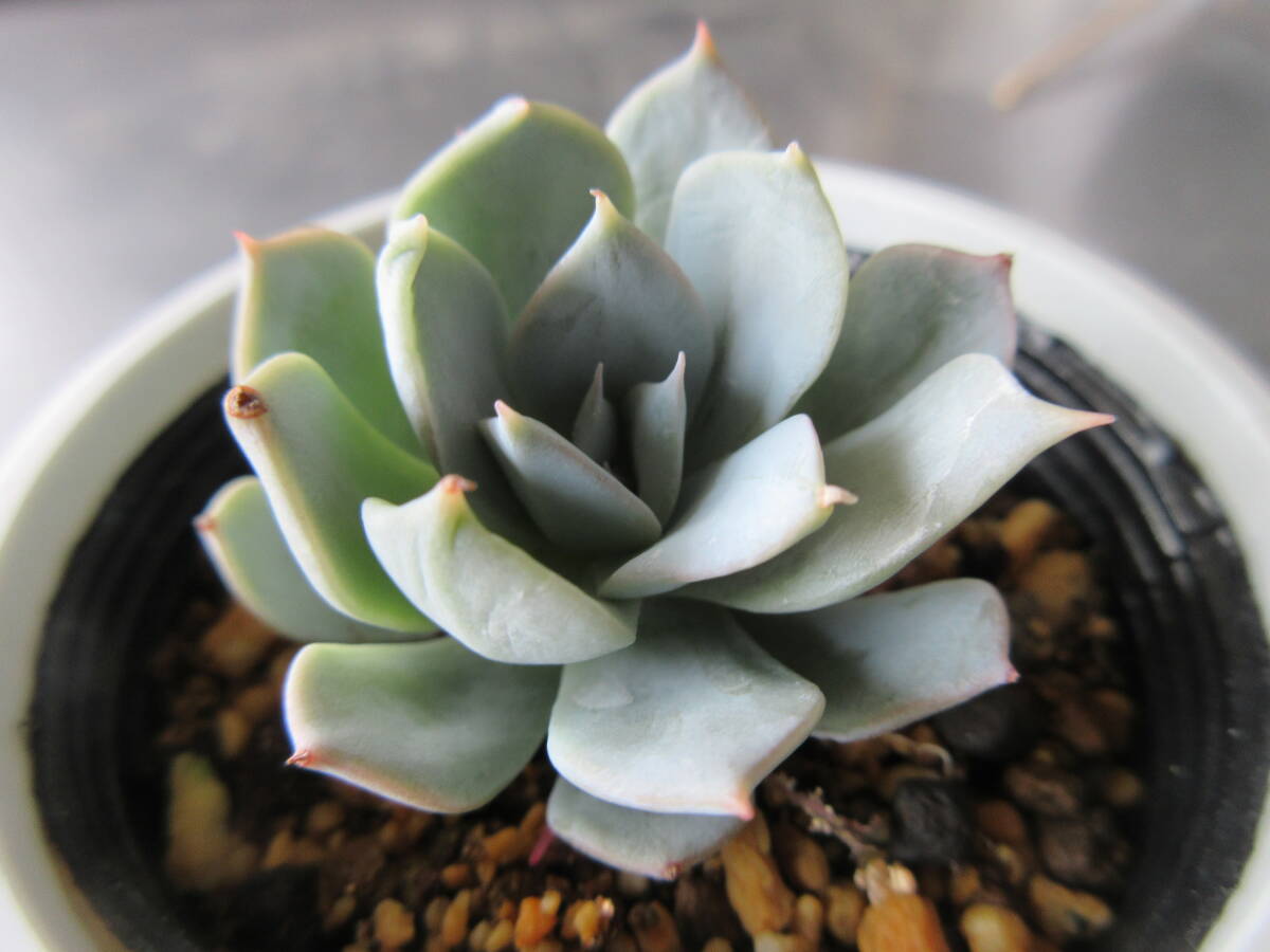 Yahoo!オークション - 31 ブルークラウド 多肉植物 エケベリア