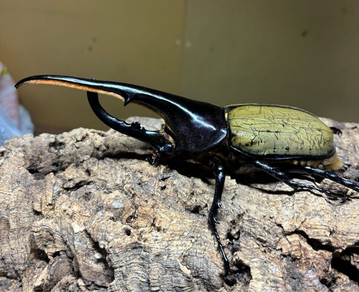 Yahoo!オークション - ヘラクレスオオカブト ♂158mm DHヘラクレス