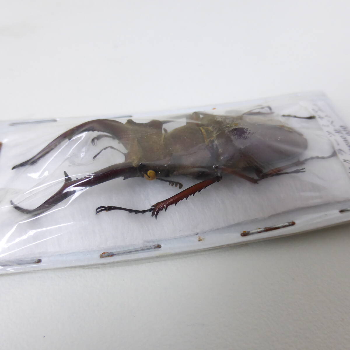 Yahoo!オークション - 昆虫標本 クワガタムシ lucanus angusticornis ...