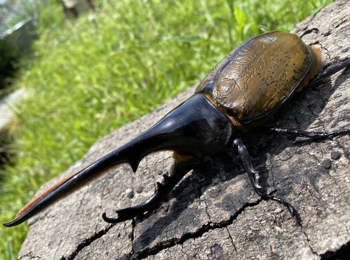 Yahoo!オークション - DH.リッキー ♂158mm