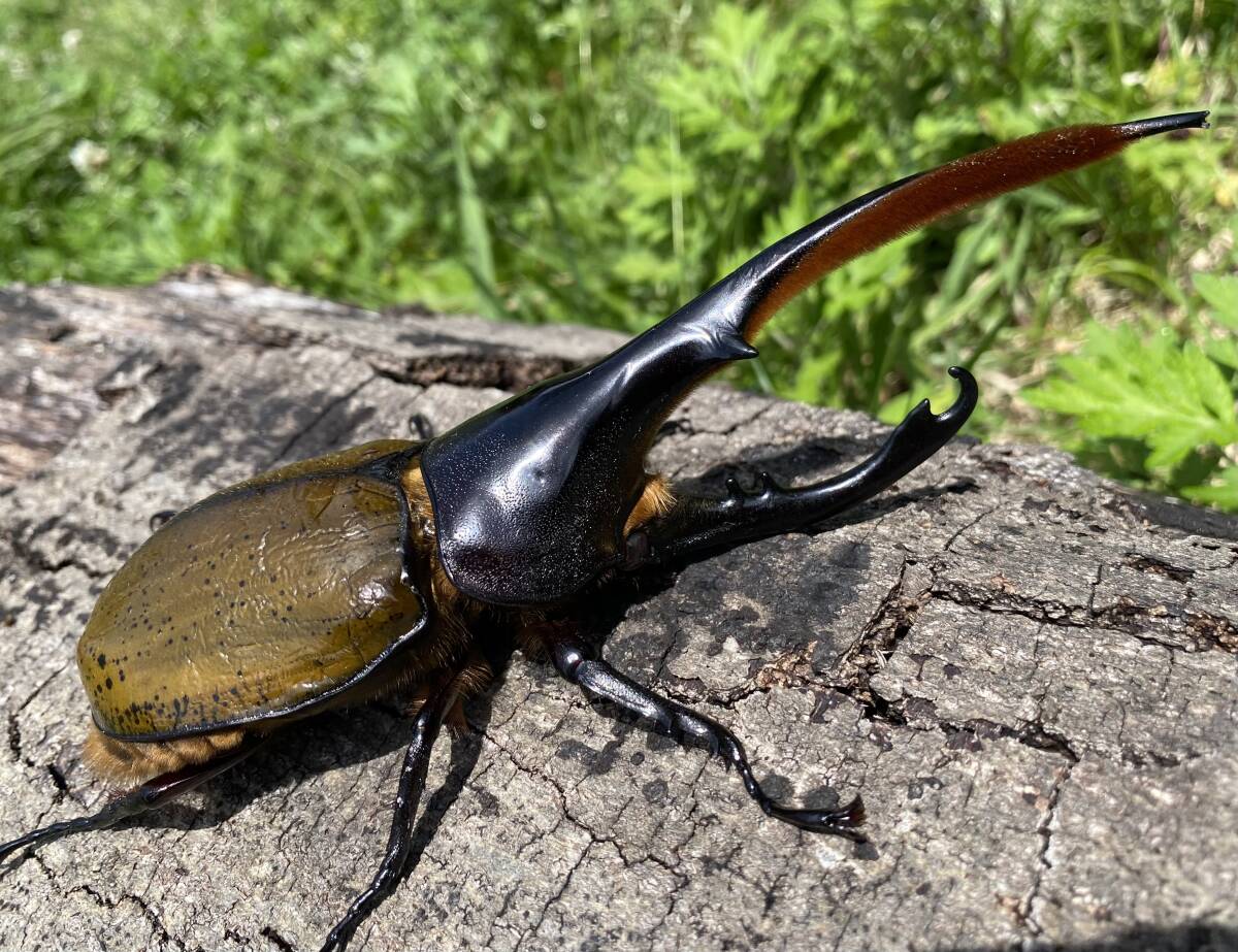 Yahoo!オークション - DH.リッキー ♂158mm