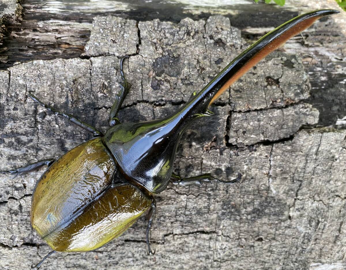 Yahoo!オークション - DH.リッキー ♂158mm