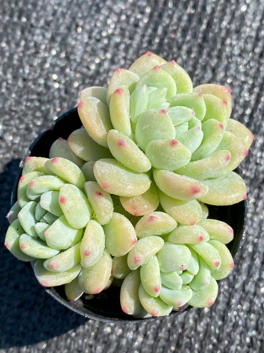 Yahoo!オークション - 47株 A638 多肉植物 エケベリア ロリータ サボテ...