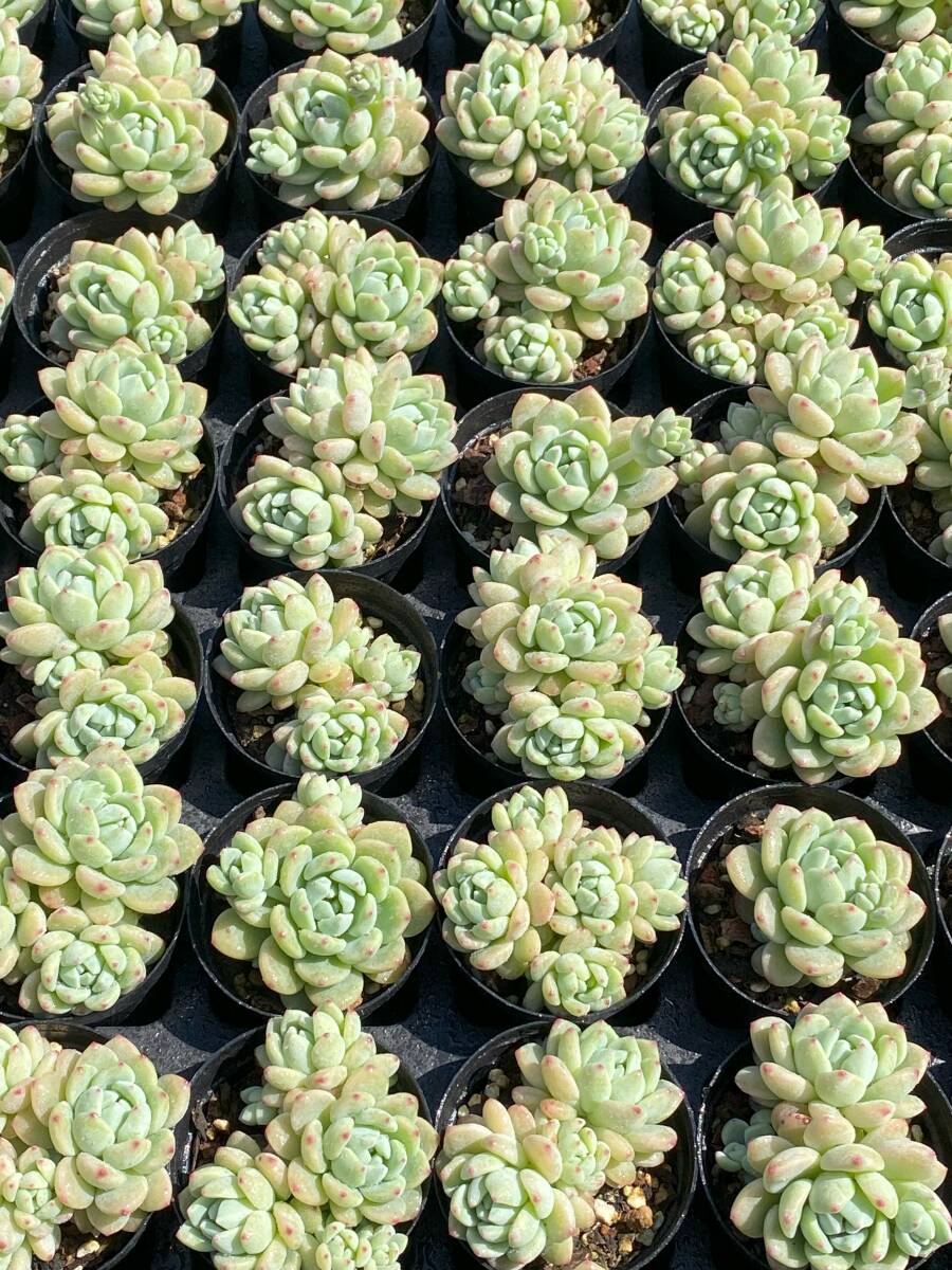 Yahoo!オークション - 47株 A638 多肉植物 エケベリア ロリータ サボテ...