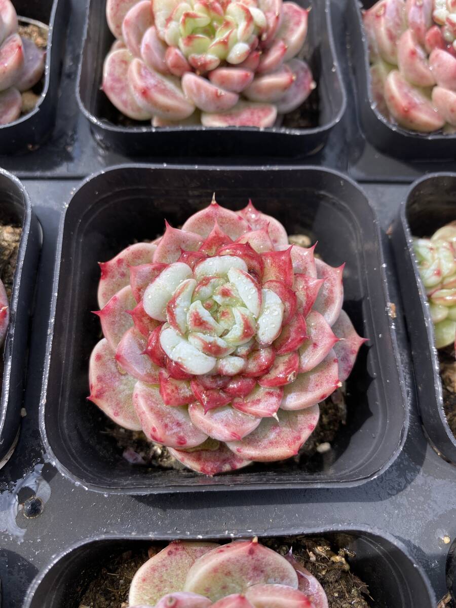 Yahoo!オークション - 32株 B539 多肉植物 エケベリア ビロード サボテ...