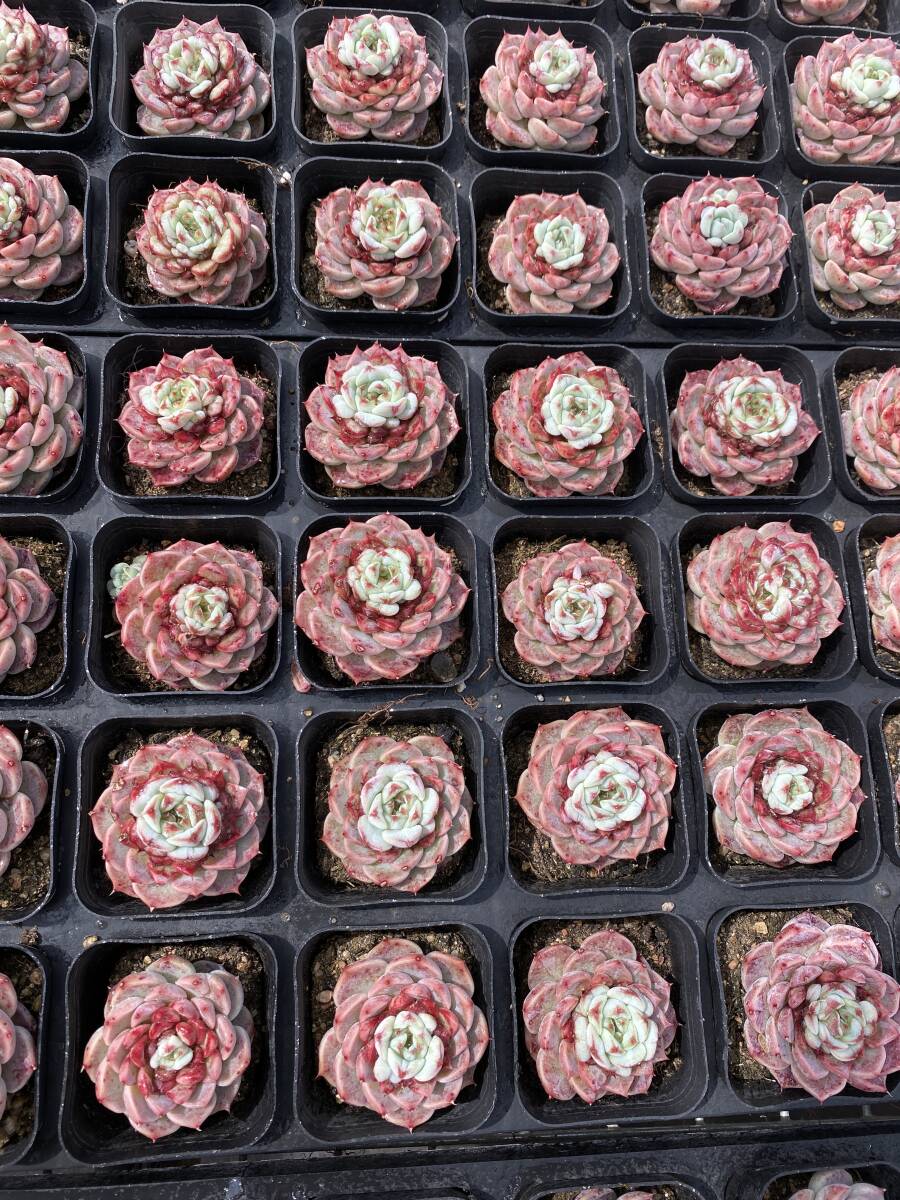 Yahoo!オークション - 32株 B539 多肉植物 エケベリア ビロード サボテ...