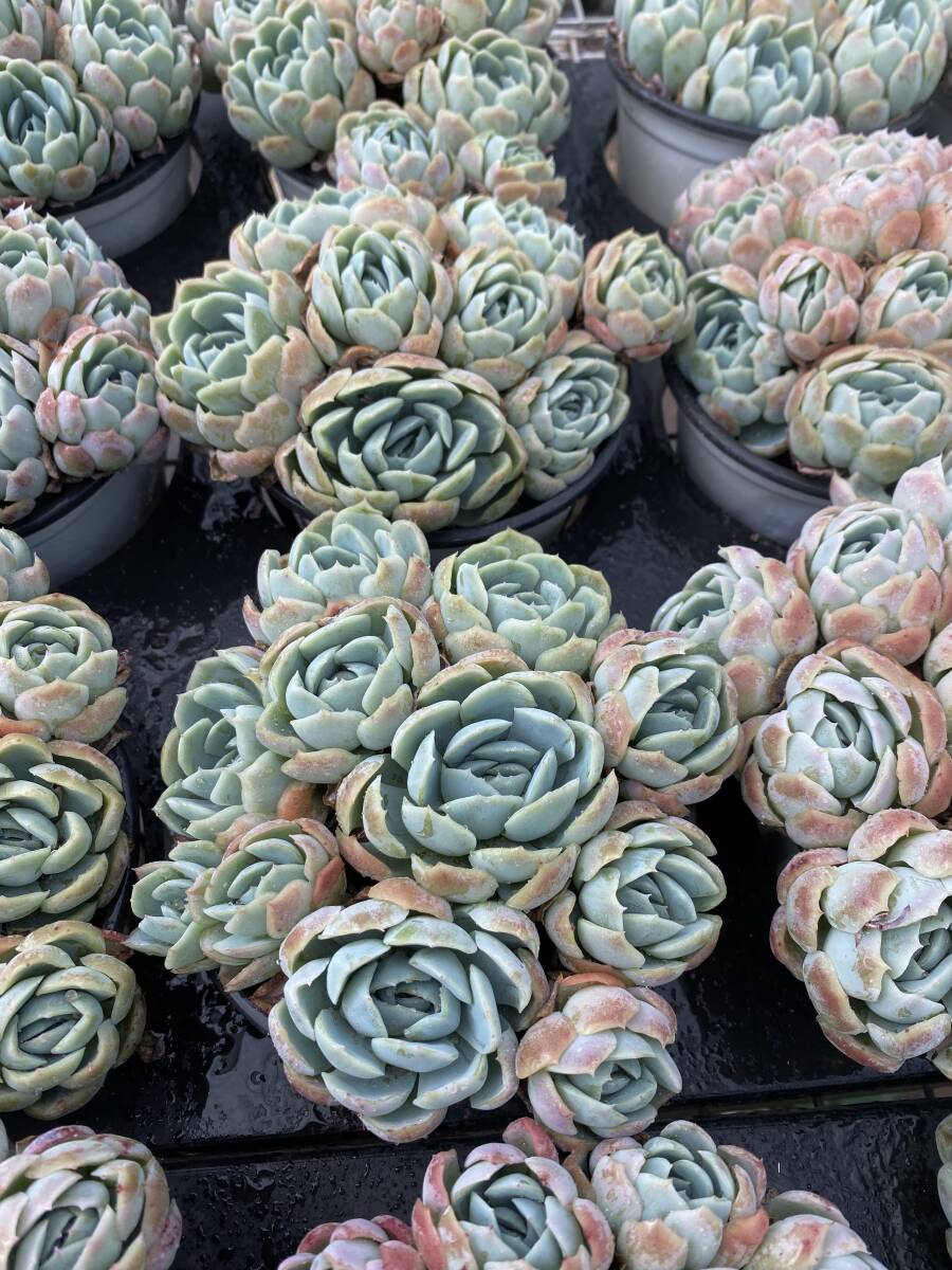 Yahoo!オークション - 15株 C686多肉植物 エケベリア ベリー サボテン ...