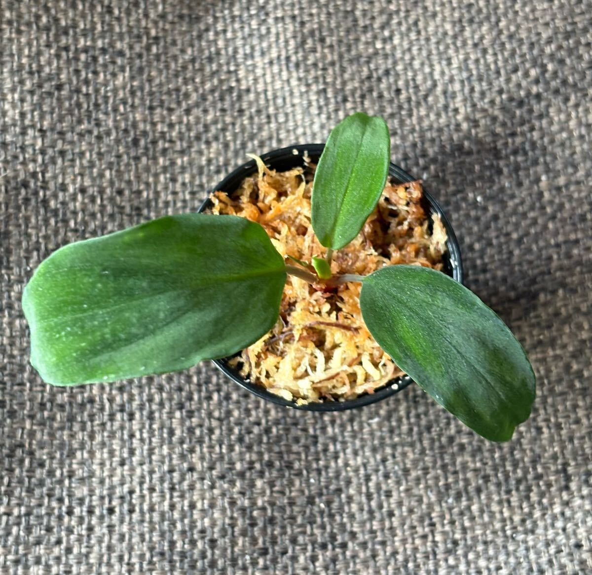 Yahoo!オークション - 【AZ便】Homalomena sp Sunshine BNN from Sibol...