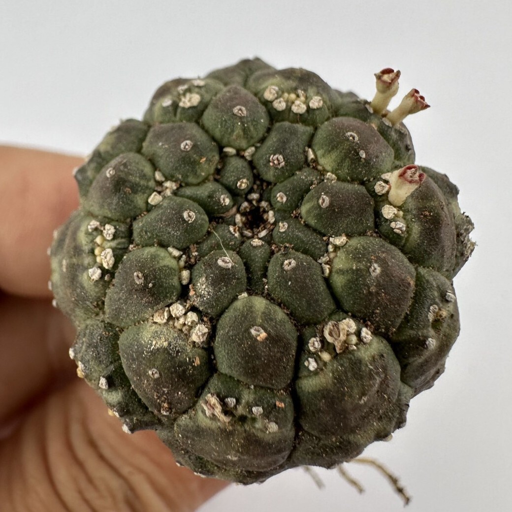 Yahoo!オークション - 【L LONG】NO83 Euphorbia gymnocalycioides