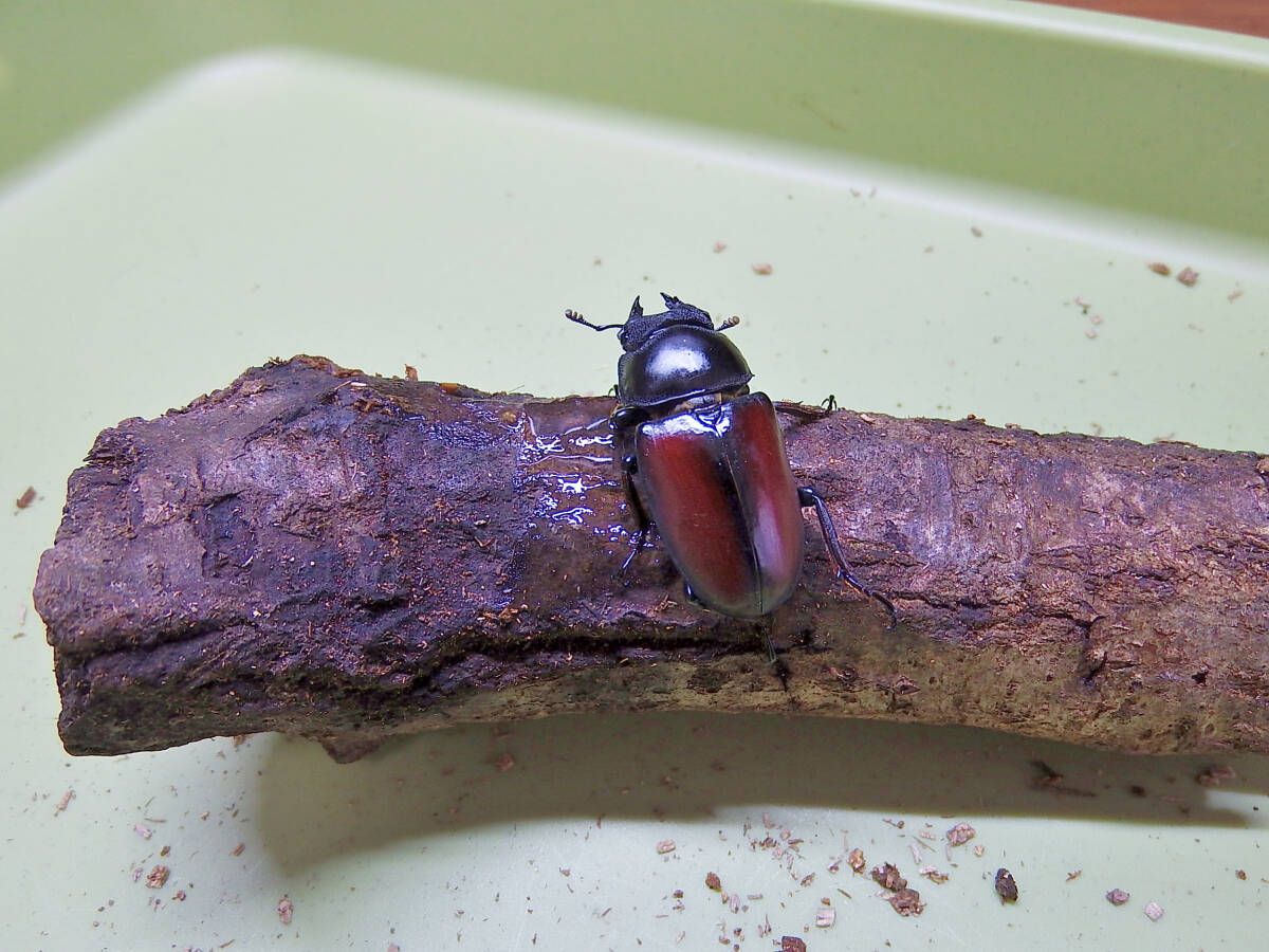 Yahoo!オークション - ミャンマー・ドンキエルコクワ 新成虫25-1