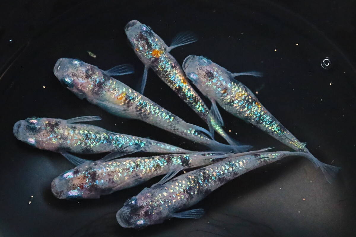 Yahoo!オークション - 丸長メダカ Q47【 三色同刻 種親クラス 】6匹 メ...