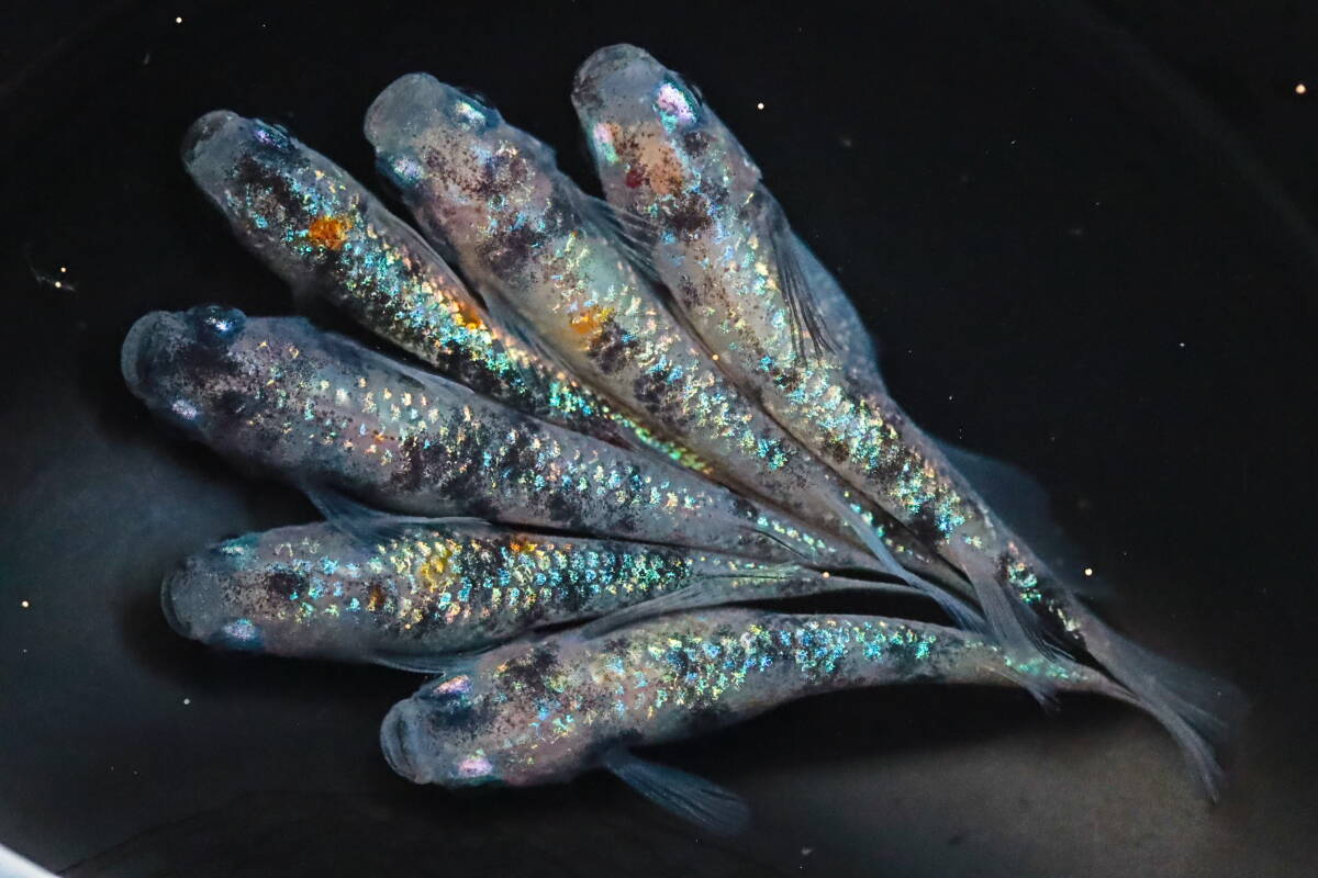 Yahoo!オークション - 丸長メダカ Q47【 三色同刻 種親クラス 】6匹 メ...