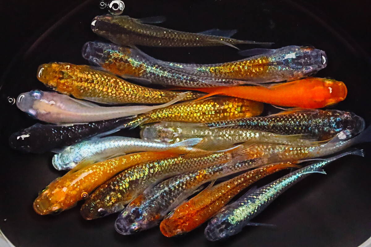 Yahoo!オークション - 丸長メダカ Q49【 上物 ミックス 】15匹 めだか ...