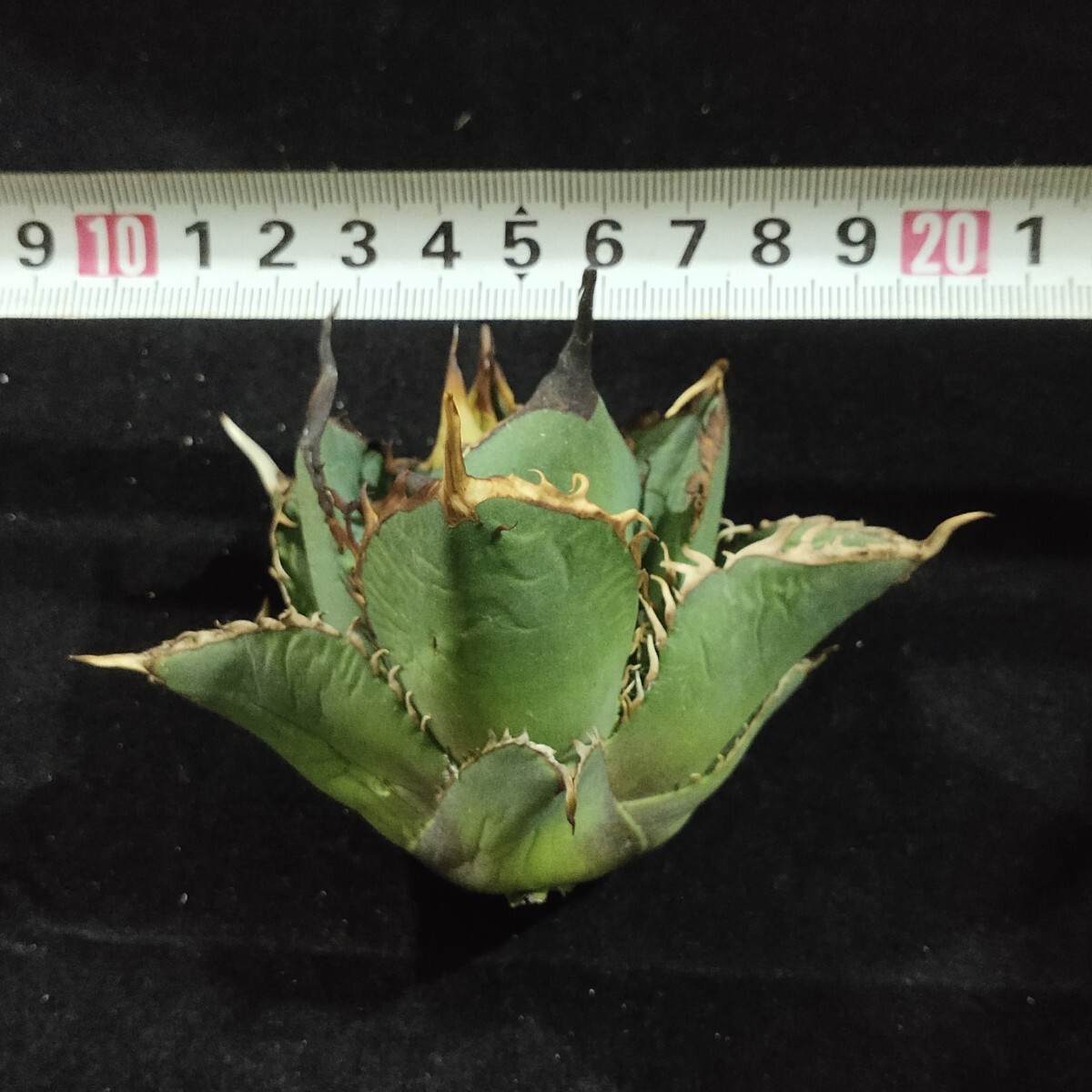 Yahoo!オークション - N.1388 アガベ チタノタ 実生 無名 胴切り子株 ...