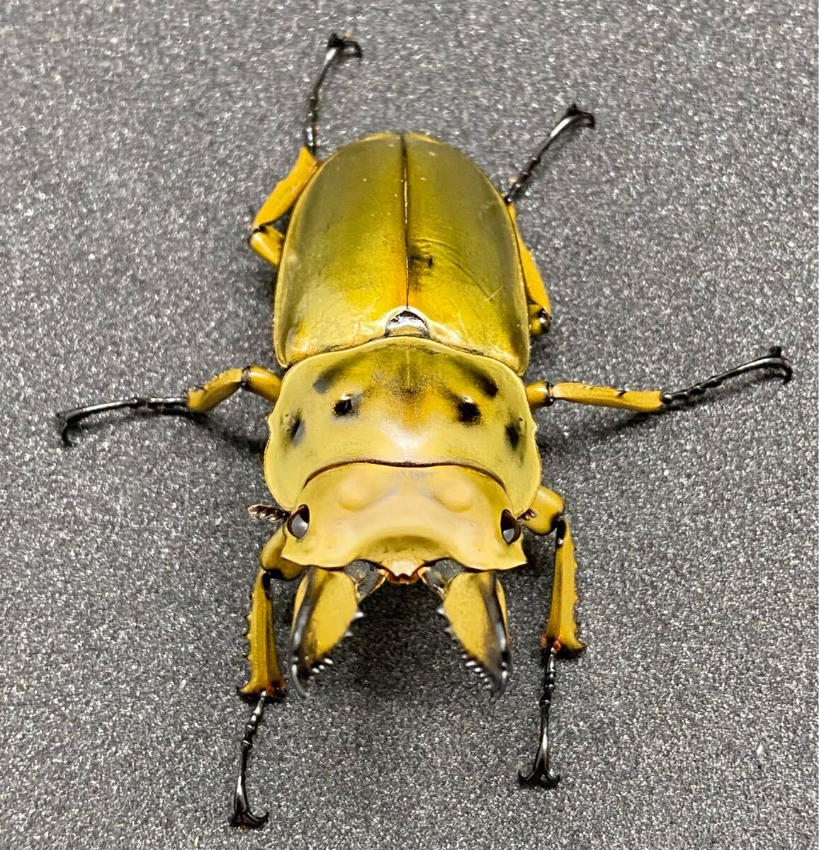 Yahoo!オークション - 即ブリ タイ産オウゴンオニクワガタ CBF2 オス単...