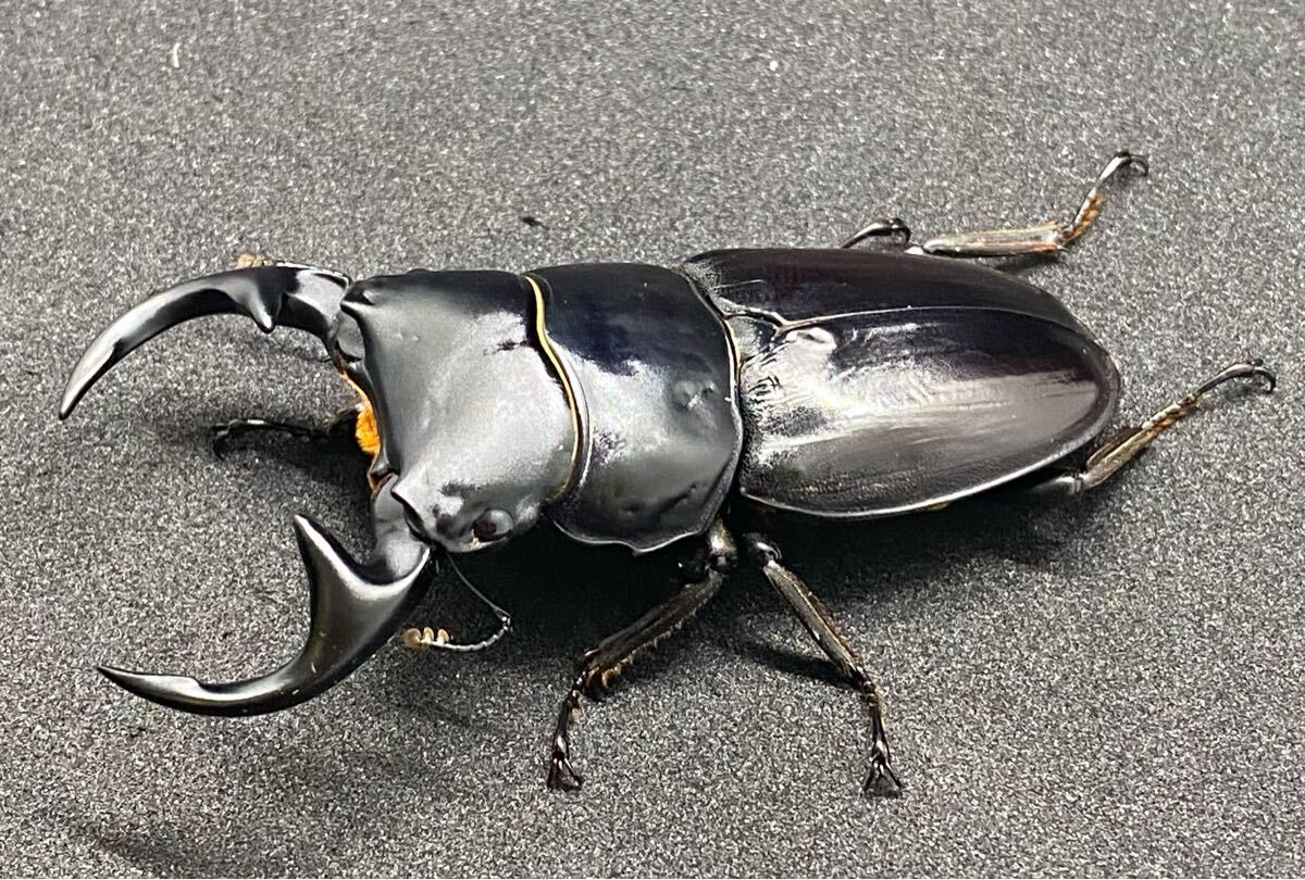 Yahoo!オークション - ババクルビデンスオオクワガタ CBF1 ペア 新成虫...