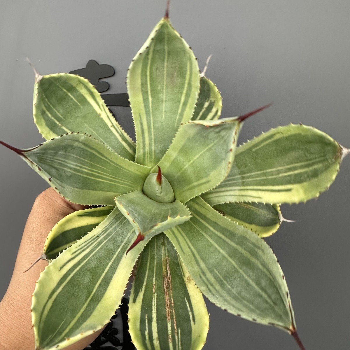 Yahoo!オークション - AF22【青田園芸】アガベ パリー トランカータ ラ...