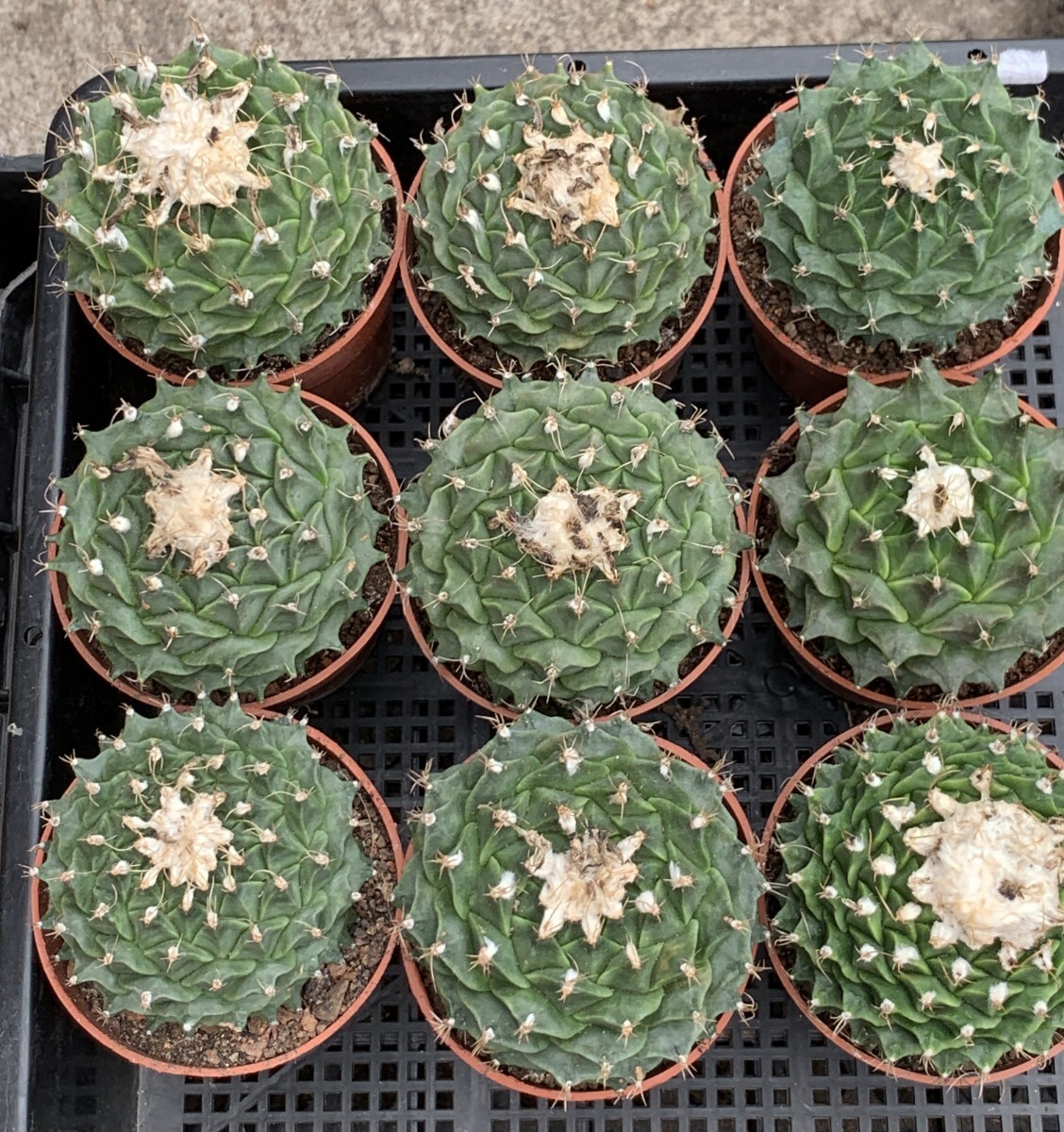 Yahoo!オークション - XC12 人気種 サボテン 帝冠 オブレゴニア 9苗セ...