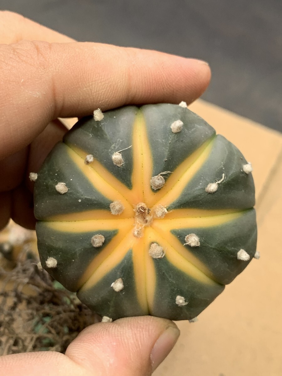 Yahoo!オークション - LE17 サボテン アストロフィツム ドーナツ兜 ス...