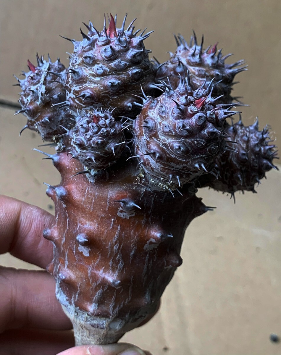 Yahoo!オークション - AY16 超希少 パキポディオイデス Euphorbia pach...