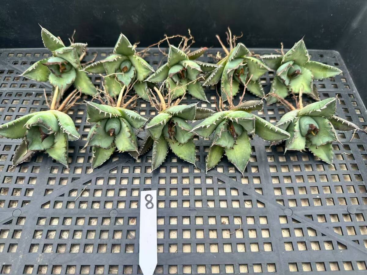 Yahoo!オークション - C8-1【瀧將plant】多肉植物 アガベ チタノタ 鳳...