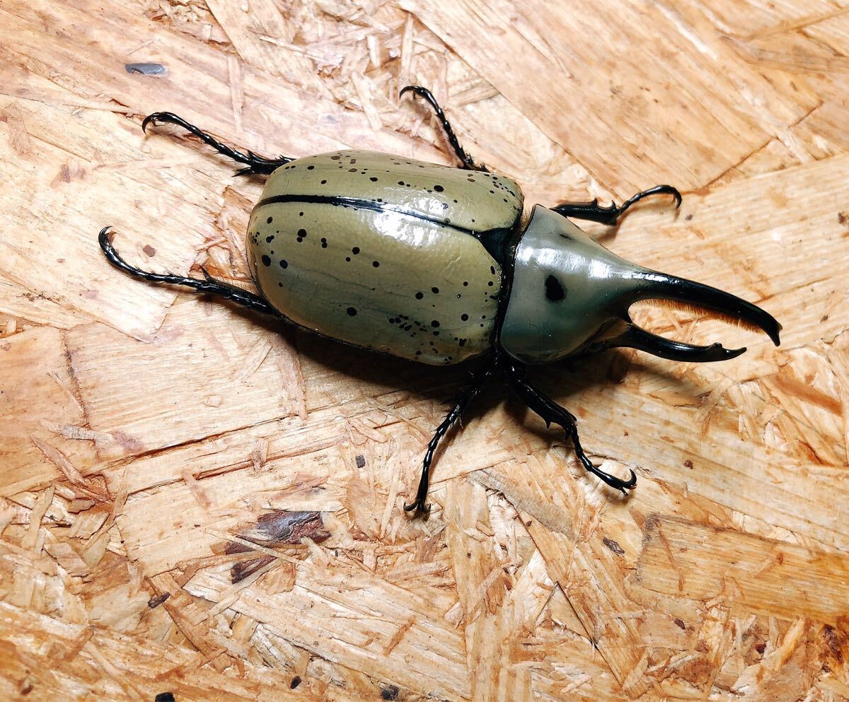 Yahoo!オークション - 『 M857』グラントシロカブト(アリゾナ)♂68mm単...